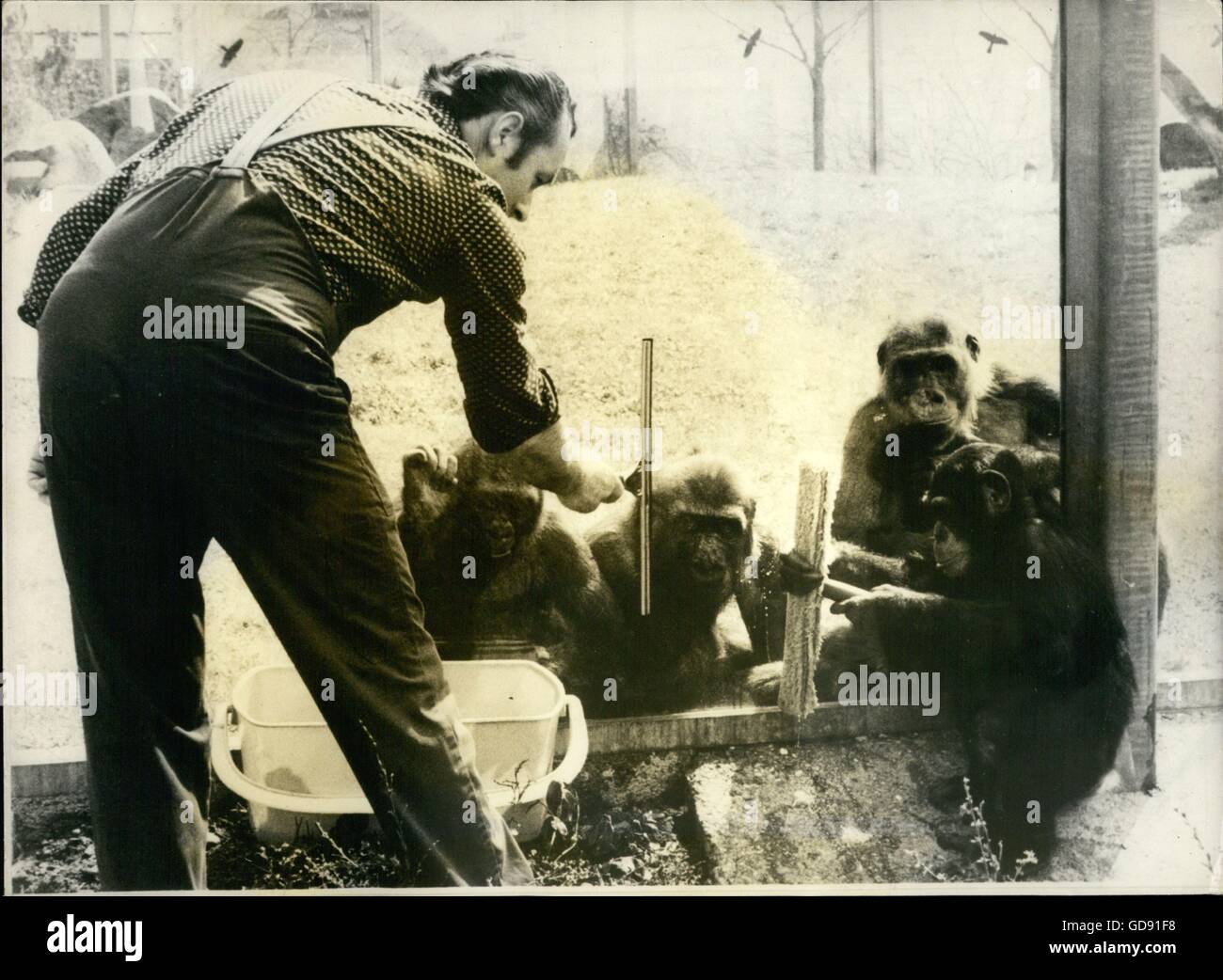 1961 - ape chimp test evolution chimpanzee cage © Keystone Pictures USA ...