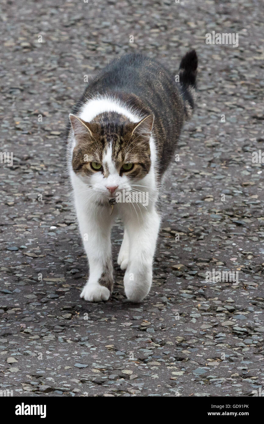 Larry the cat david cameron hi-res stock photography and images - Alamy
