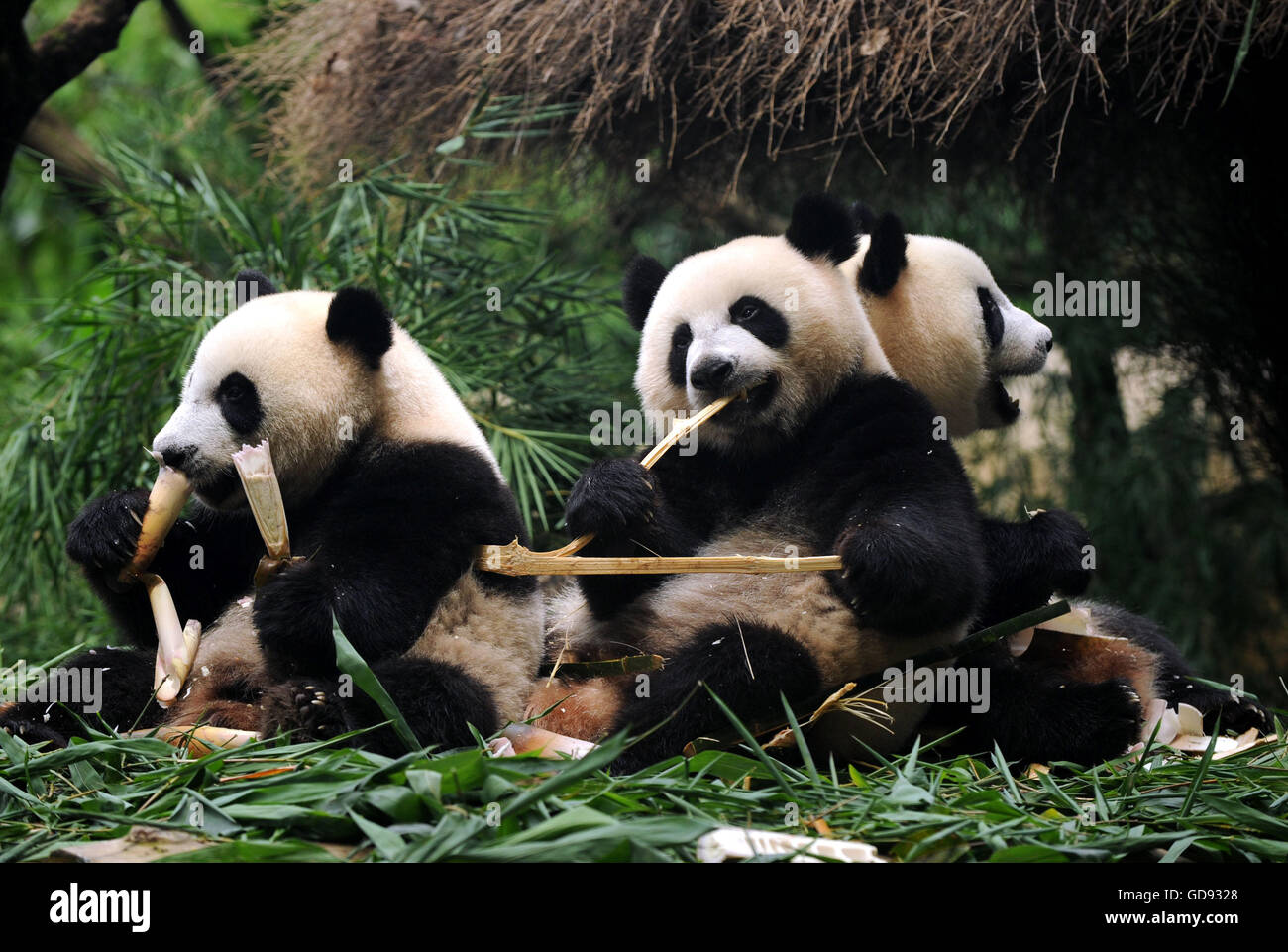 Guangzhou, China's Guangdong Province. 14th July, 2016. Giant panda ...