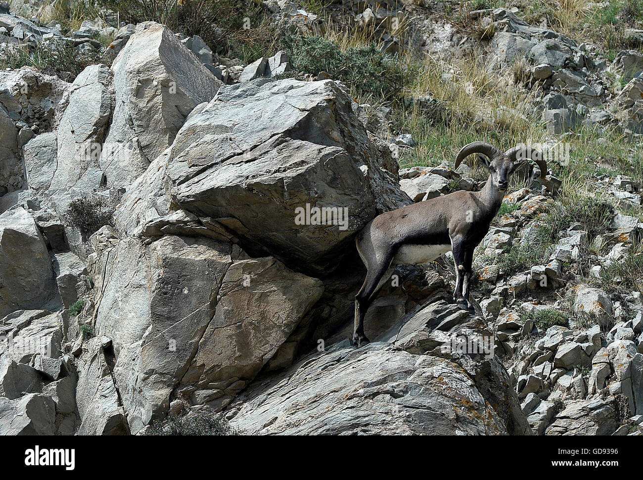 Yinchuan. 14th July, 2016. A blue sheep stands near a cliff in Helan ...