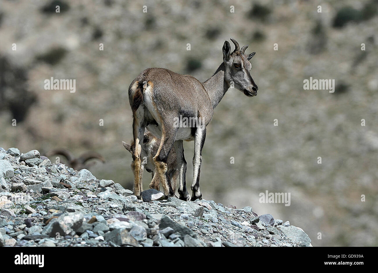 Yinchuan. 14th July, 2016. A baby blue sheep and its mother stand near ...