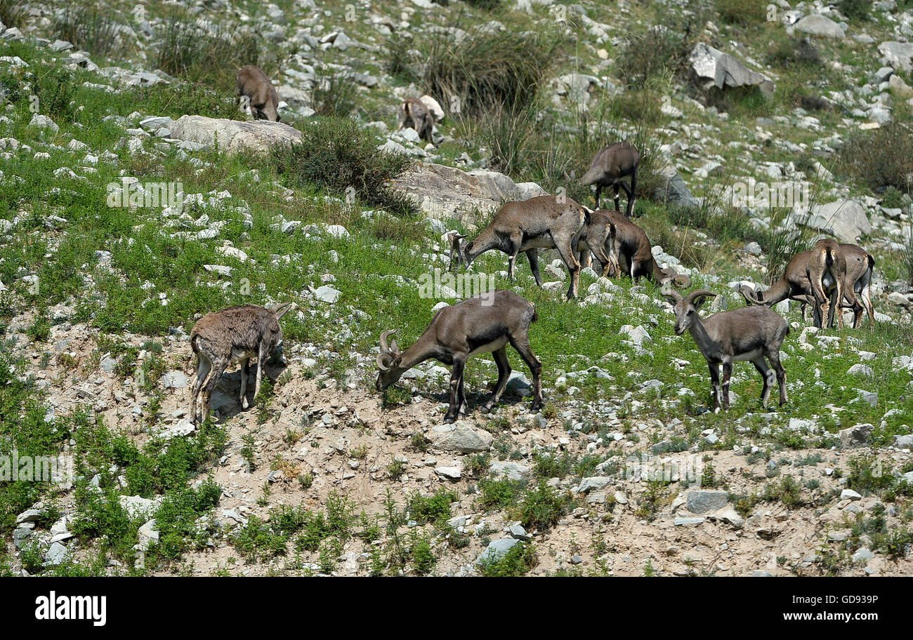 Yinchuan. 14th July, 2016. Blue sheep search for food in Helan Mountain ...