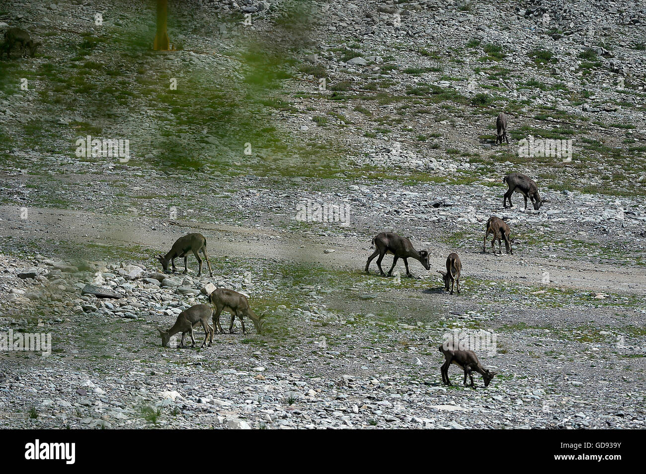 Yinchuan. 14th July, 2016. Blue sheep search for food in Helan Mountain ...