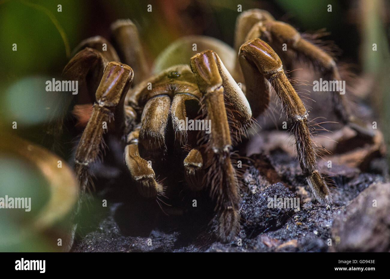 A gigantic specimen of the tarantula 'Therapose stirm' waits for prey ...