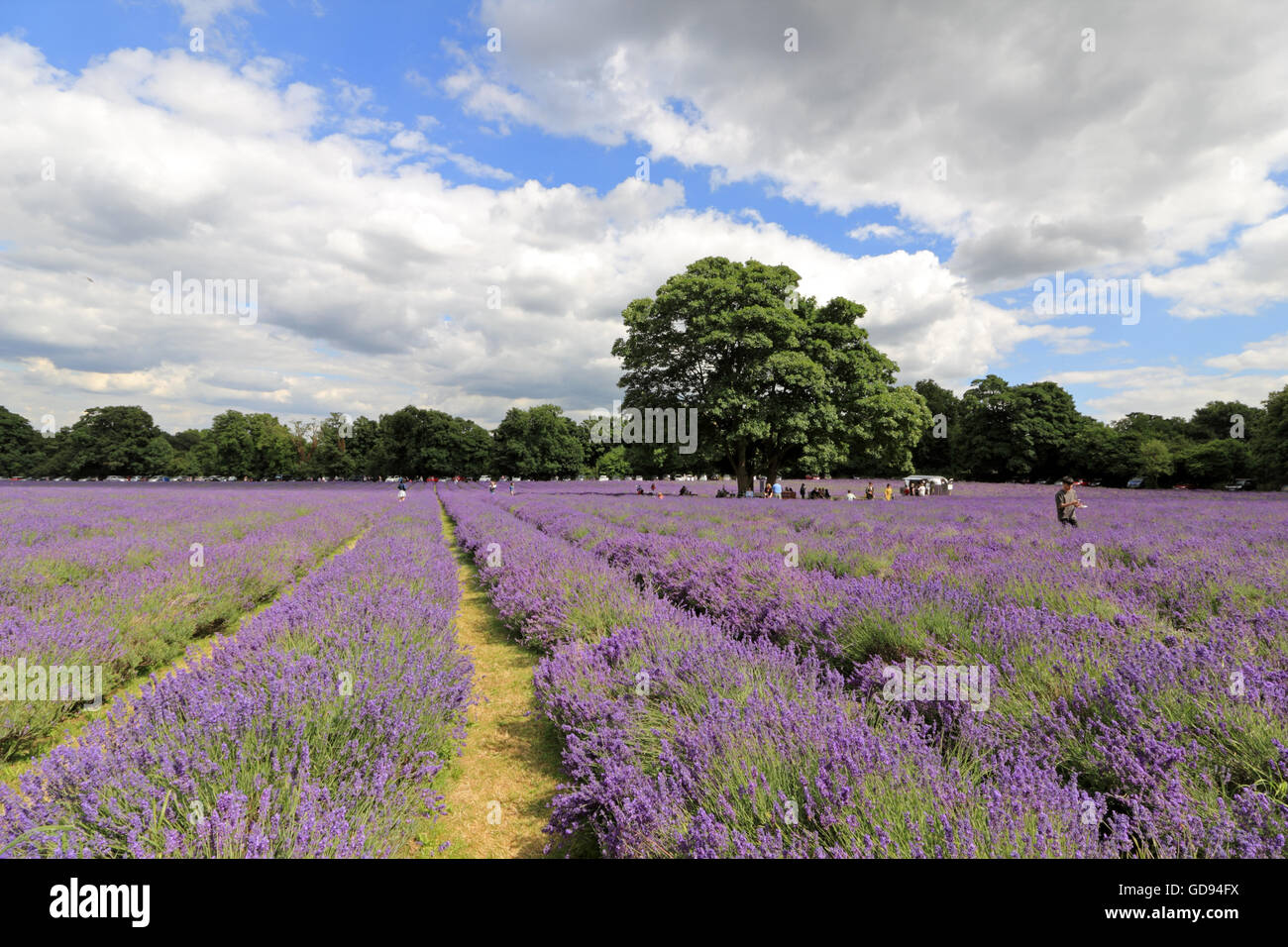 Banstead, Surrey, UK. 14th July 2016. The lavender fields have come ...