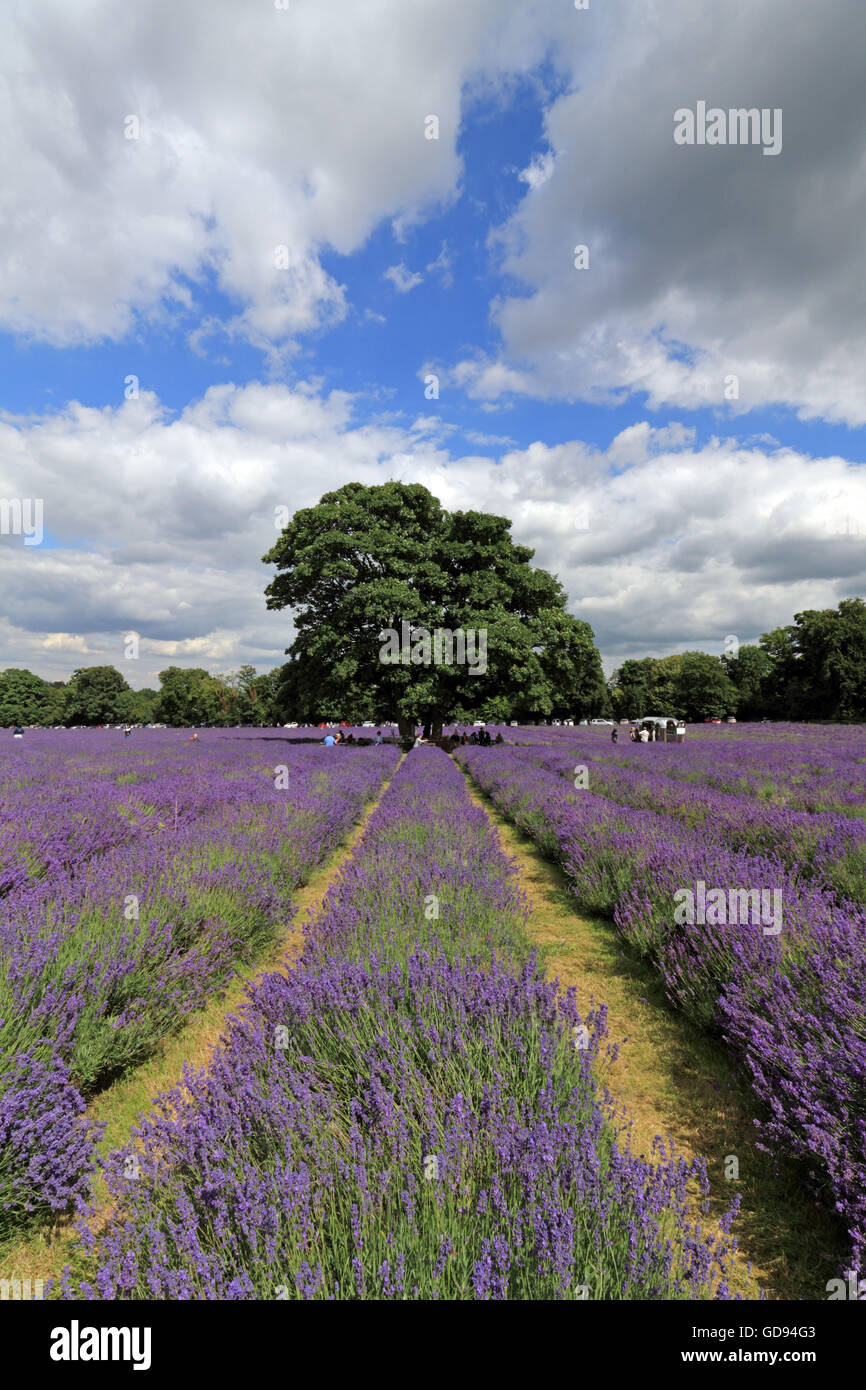 Banstead, Surrey, UK. 14th July 2016. The lavender fields have come ...