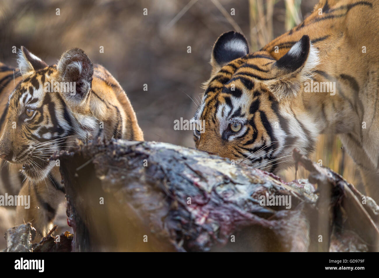 Bengal Tigress family eating a kill of Nilgai or blue bull antelope at ...
