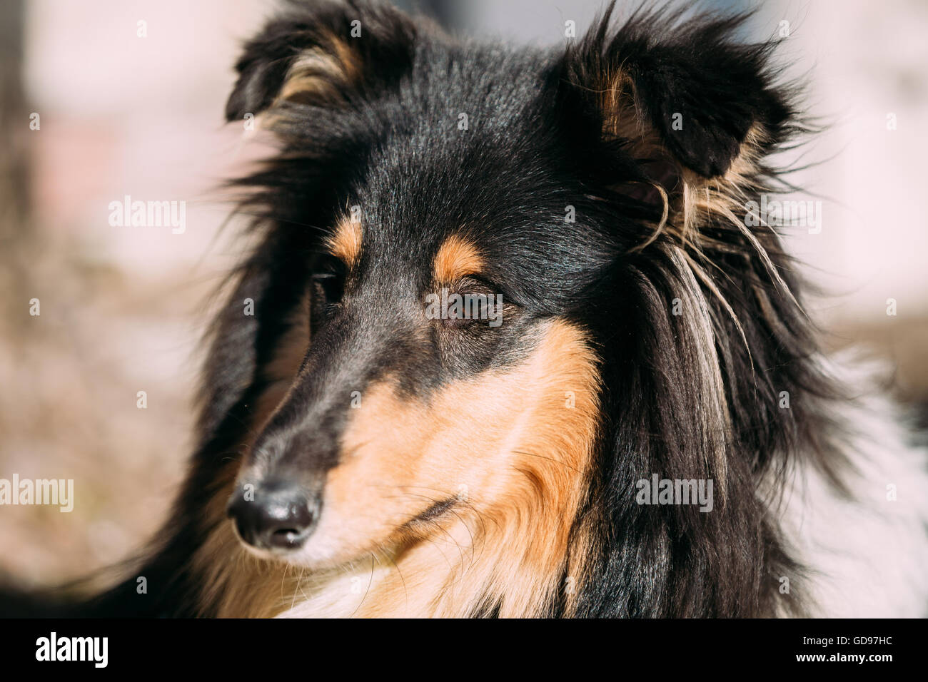 Close up of Young Shetland Sheepdog, Sheltie, Collie dog Stock Photo ...