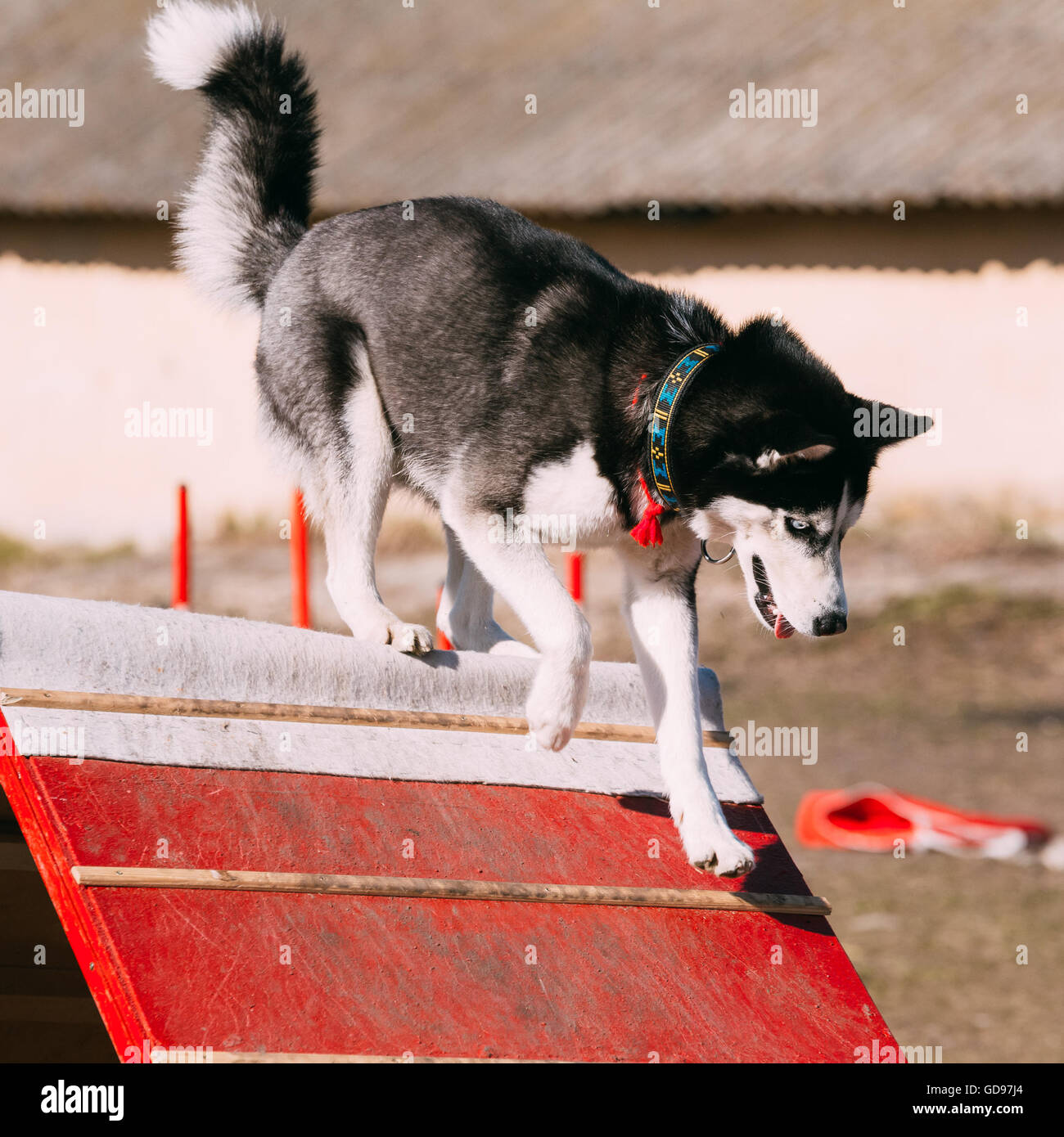 Running And Jumping Husky In Dog Agility, Dog Sport Stock Photo - Alamy