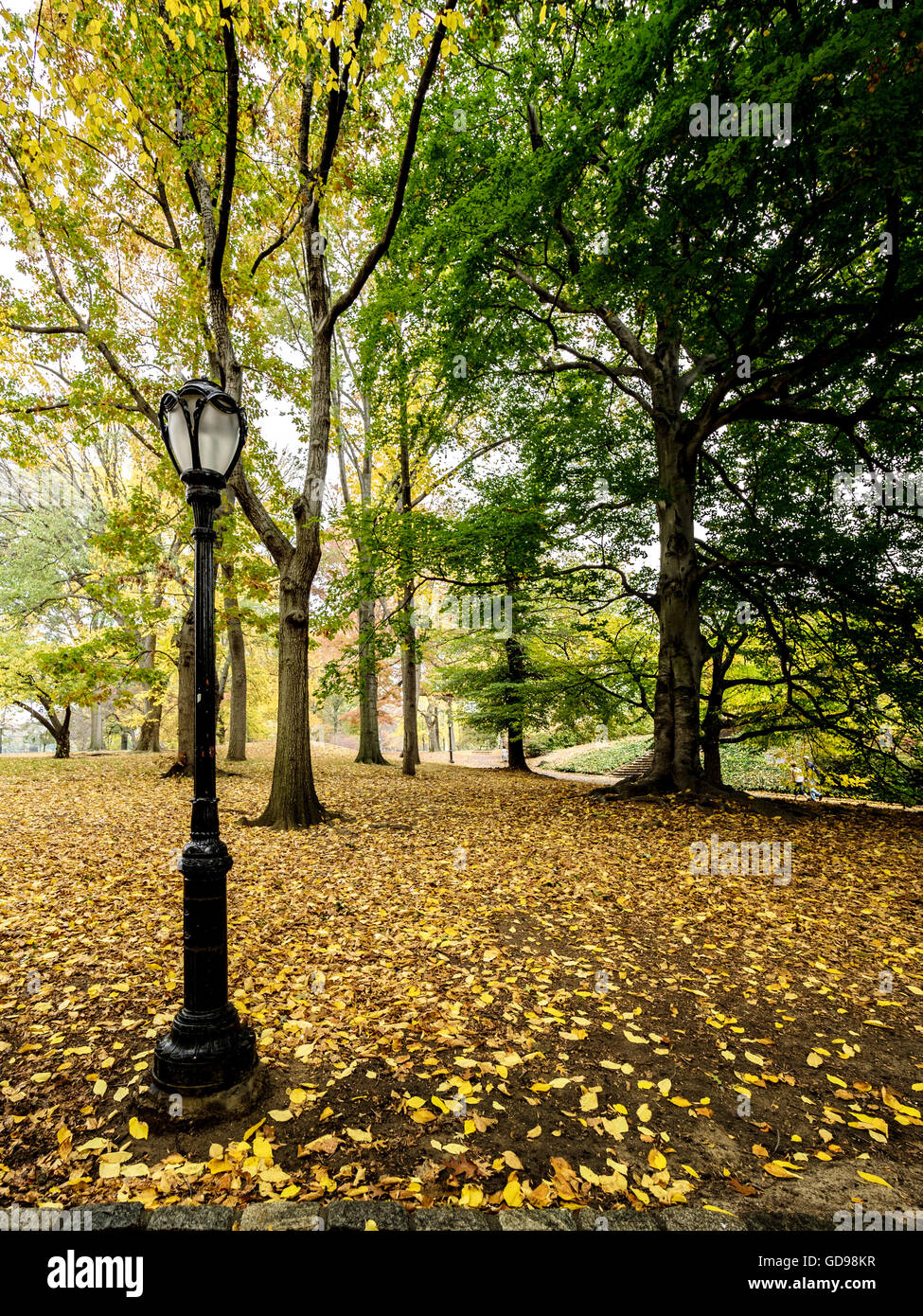 Central Park Trees Stock Photo - Alamy