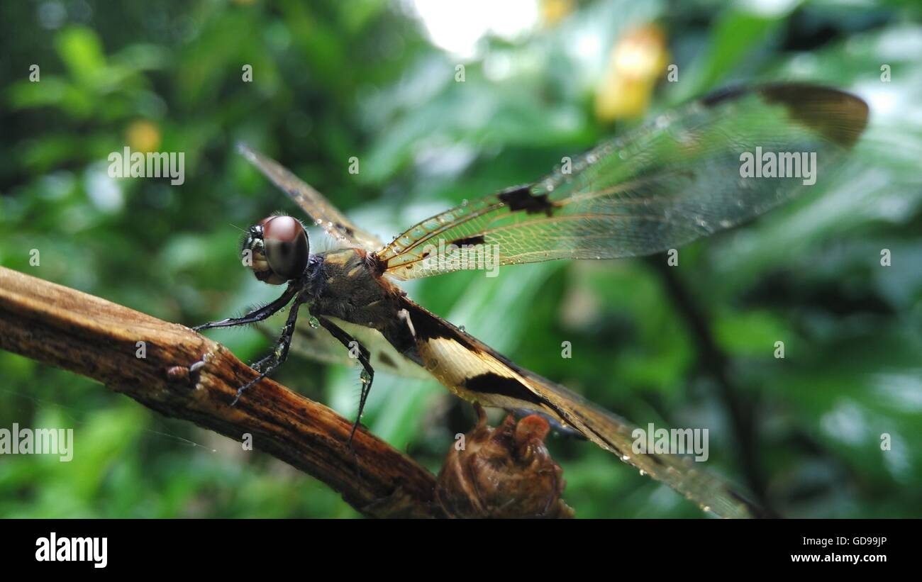 Dragonfly on rain Stock Photo - Alamy