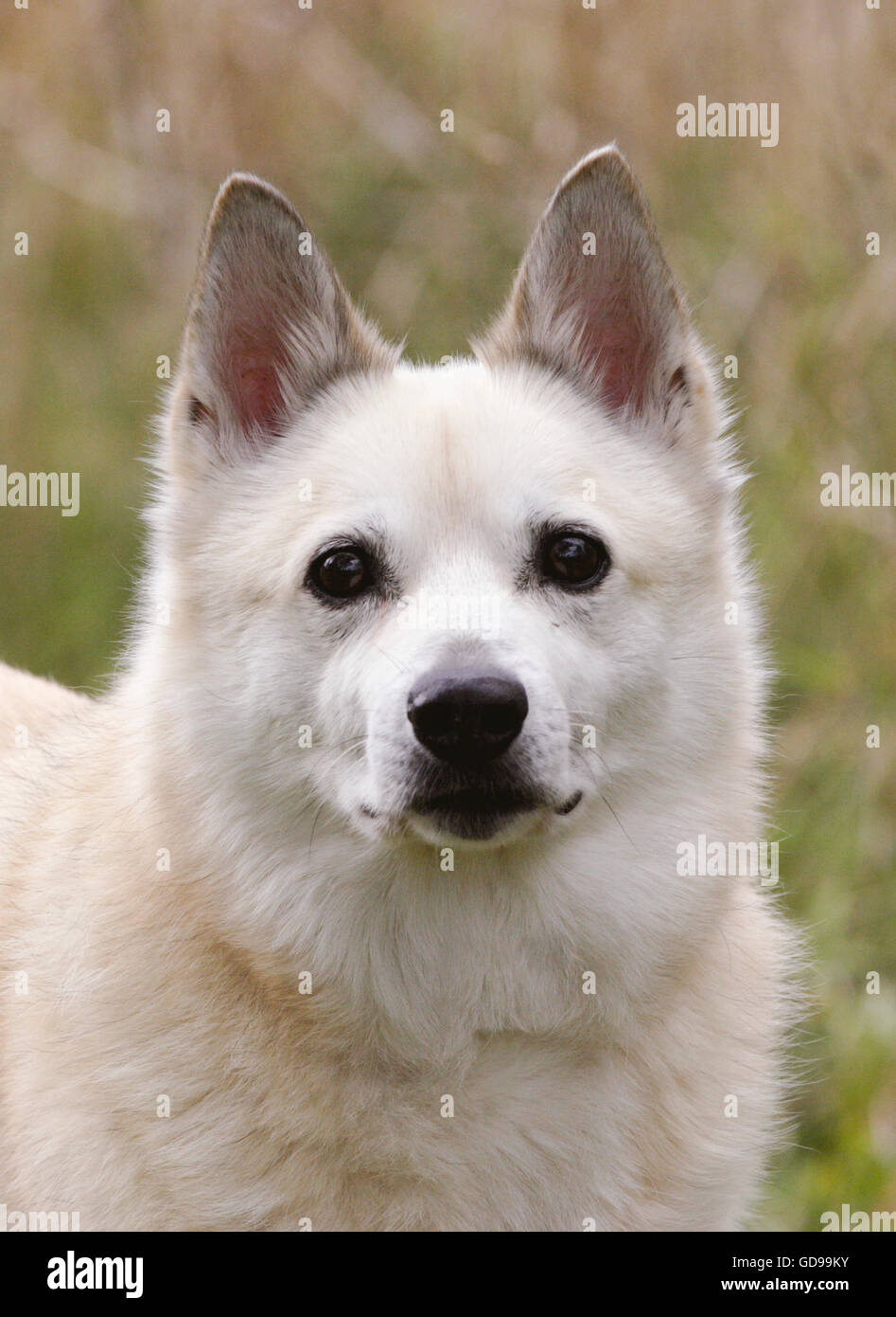 Norwegian animals hi-res stock photography and images - Alamy
