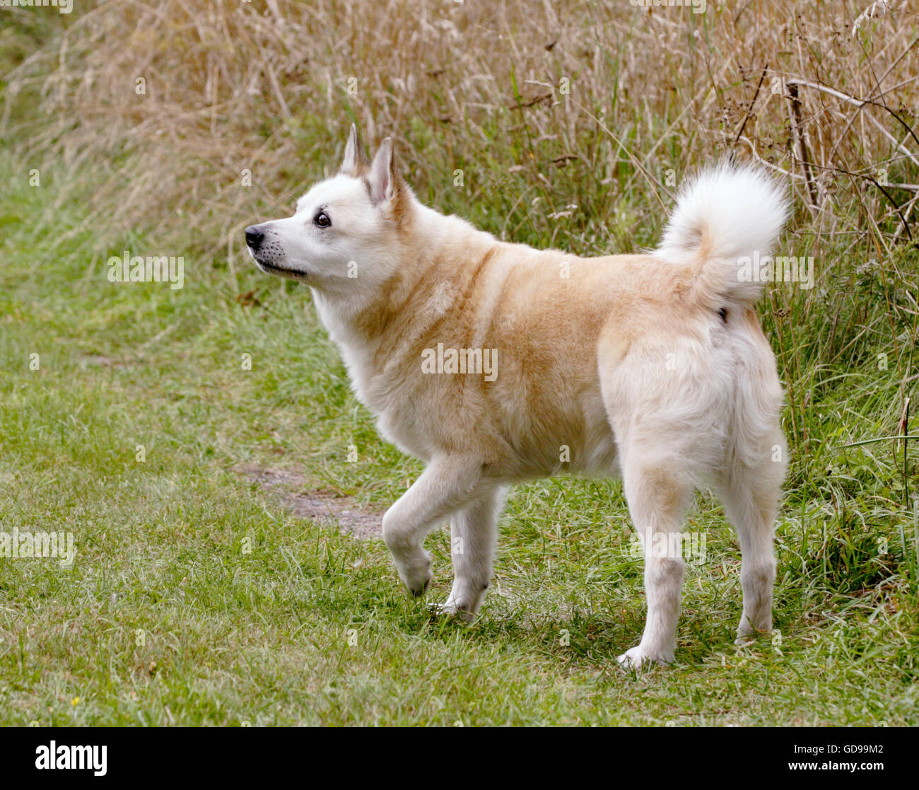 Norwegian buhund hi-res stock photography and images - Alamy