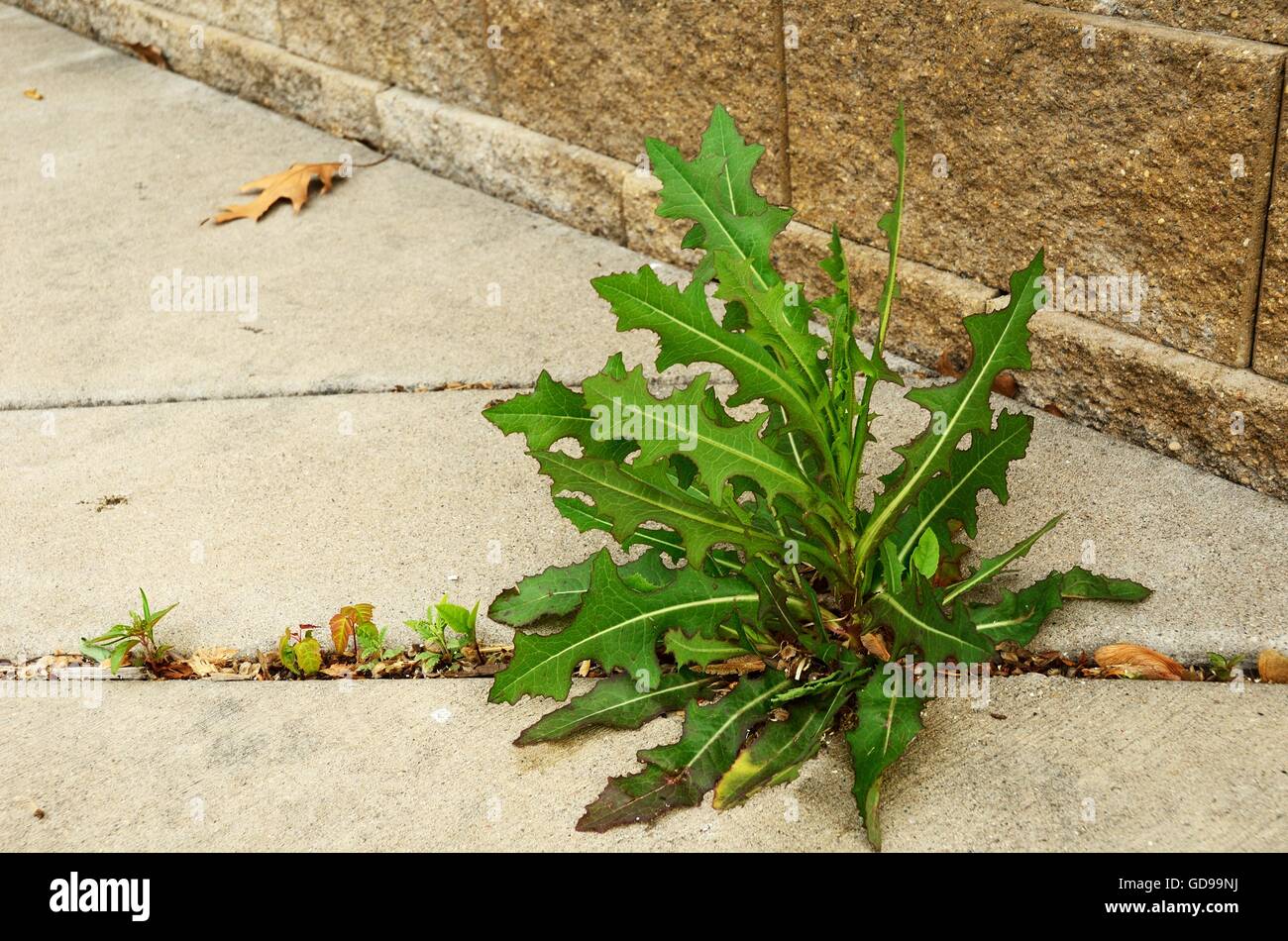 Sow thistle weeds hi-res stock photography and images - Alamy