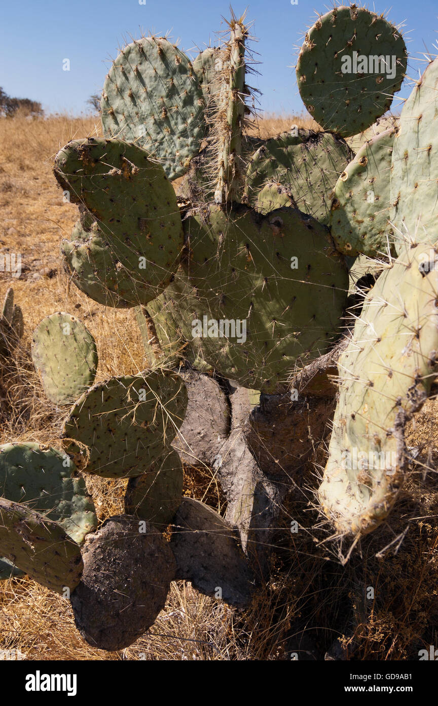 Desert spider cactus hi-res stock photography and images - Alamy