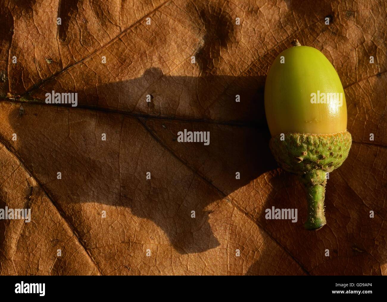 Acorn and leaf hi-res stock photography and images - Alamy