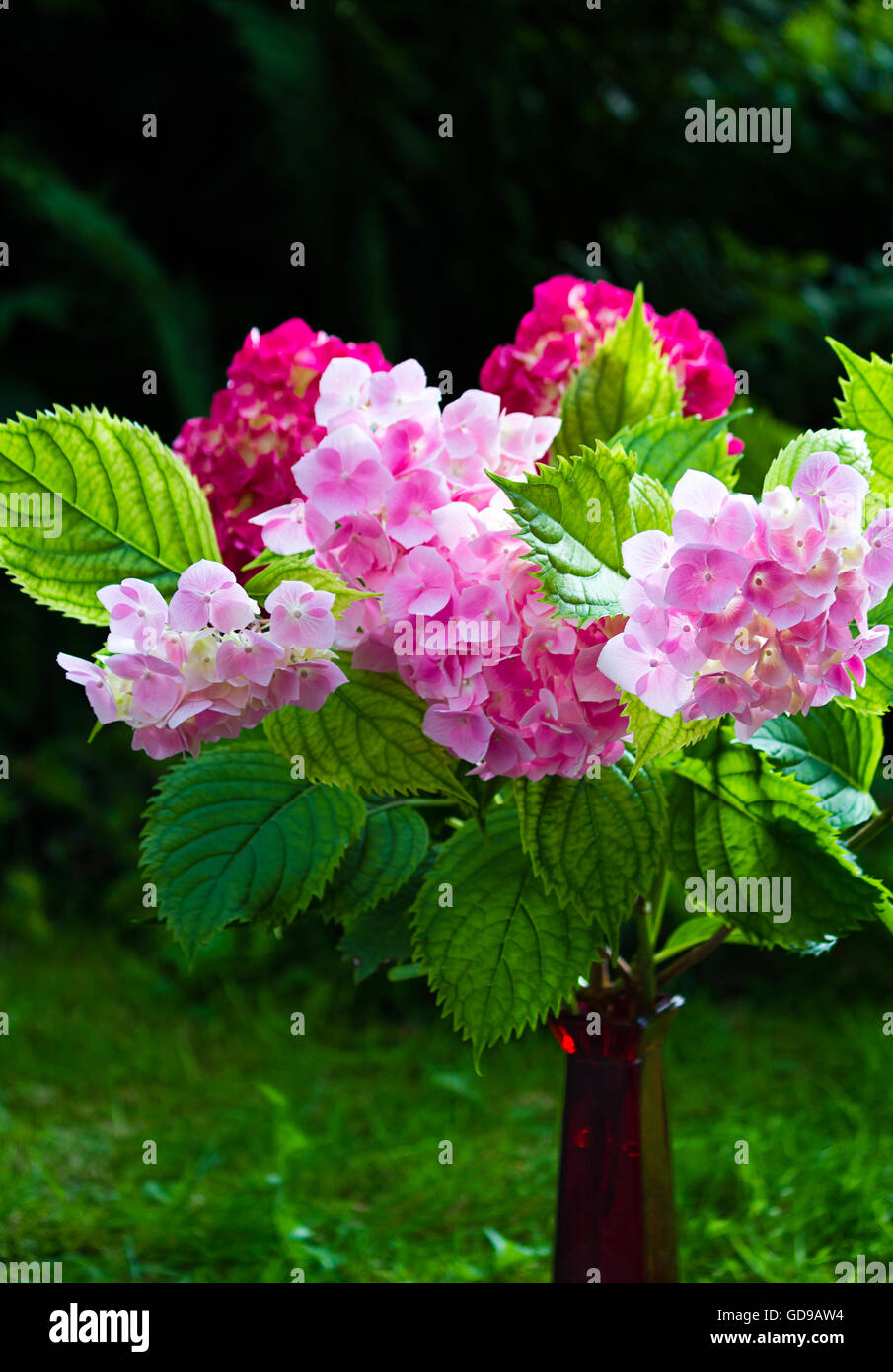 Bouquet of pink and purple hydrangeas in bright light Stock Photo - Alamy
