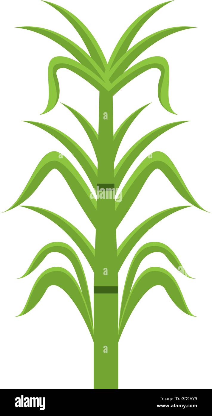 sugar cane isolated icon design Stock Vector Image & Art - Alamy