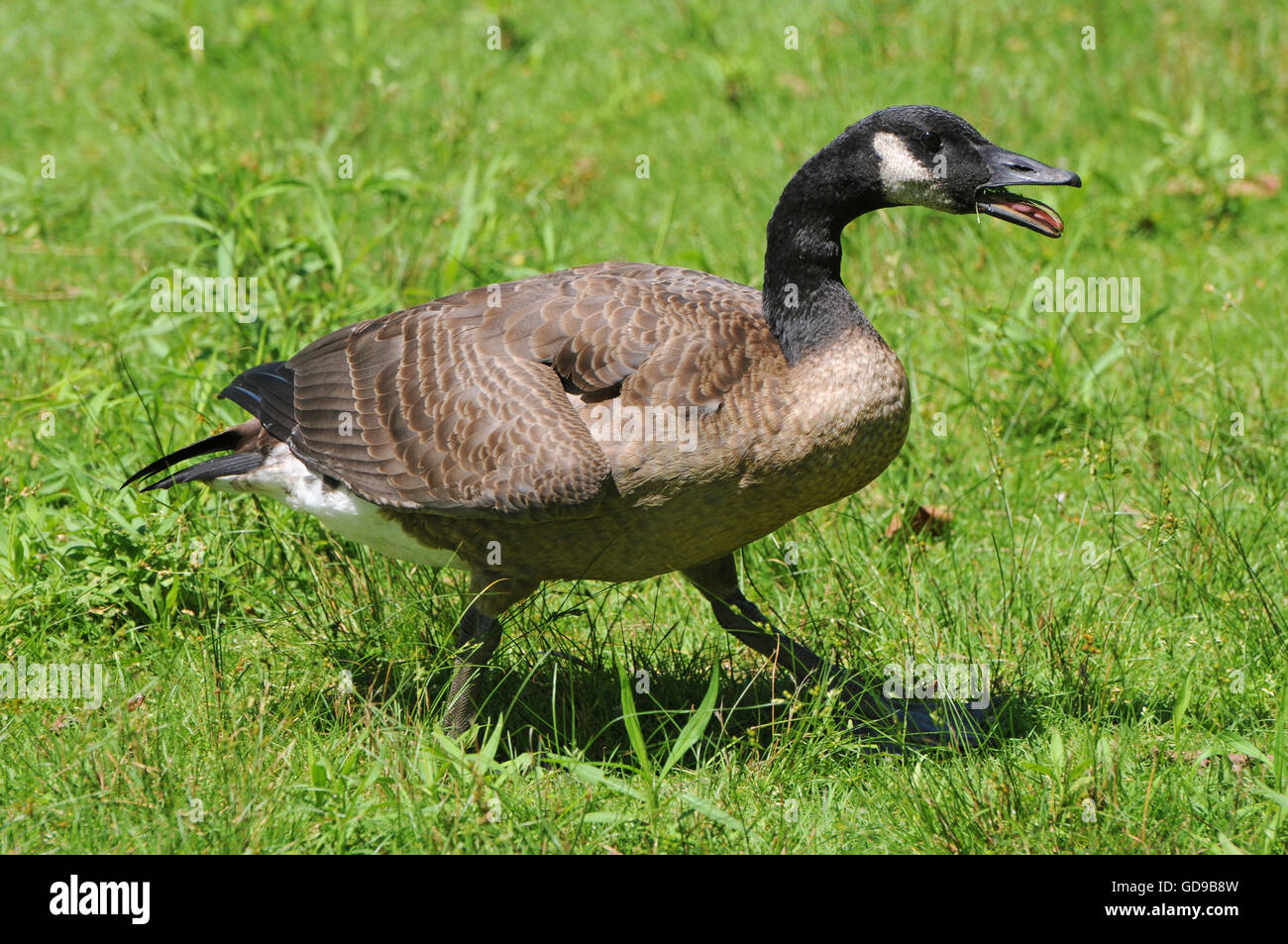 Adult Canada Goose Walking and calling Stock Photo - Alamy