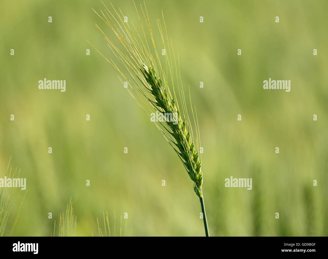 Spiked Wheat High Resolution Stock Photography and Images - Alamy