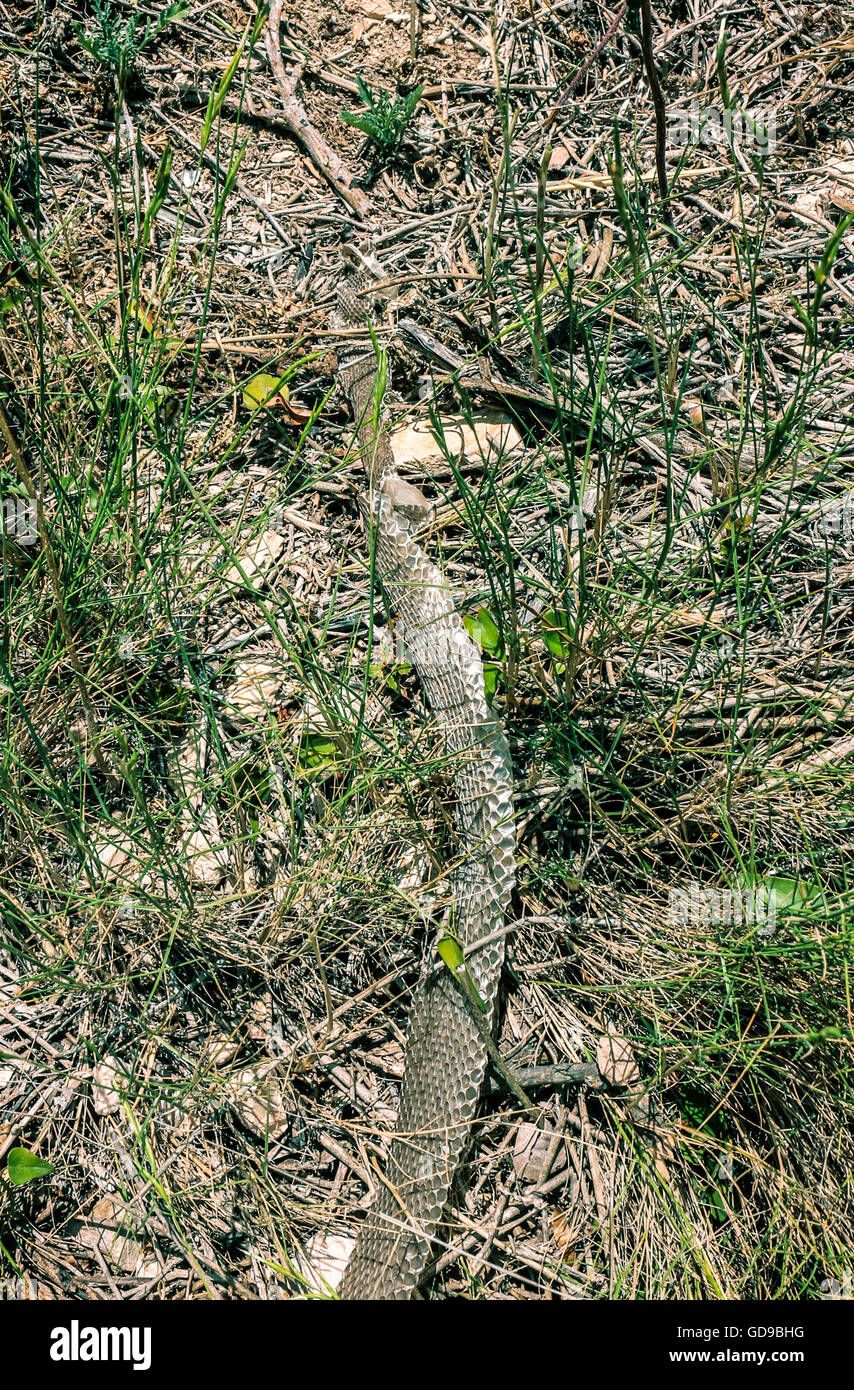 Sloughing hi-res stock photography and images - Alamy