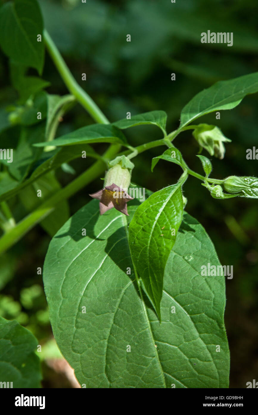 Atropa Belladonna Flower High Resolution Stock Photography and Images ...
