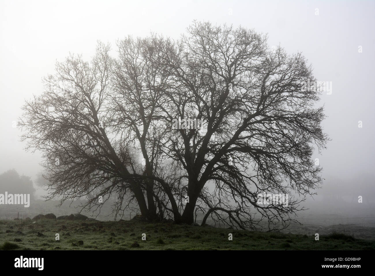 Morning fog, Tree in the winter Stock Photo - Alamy
