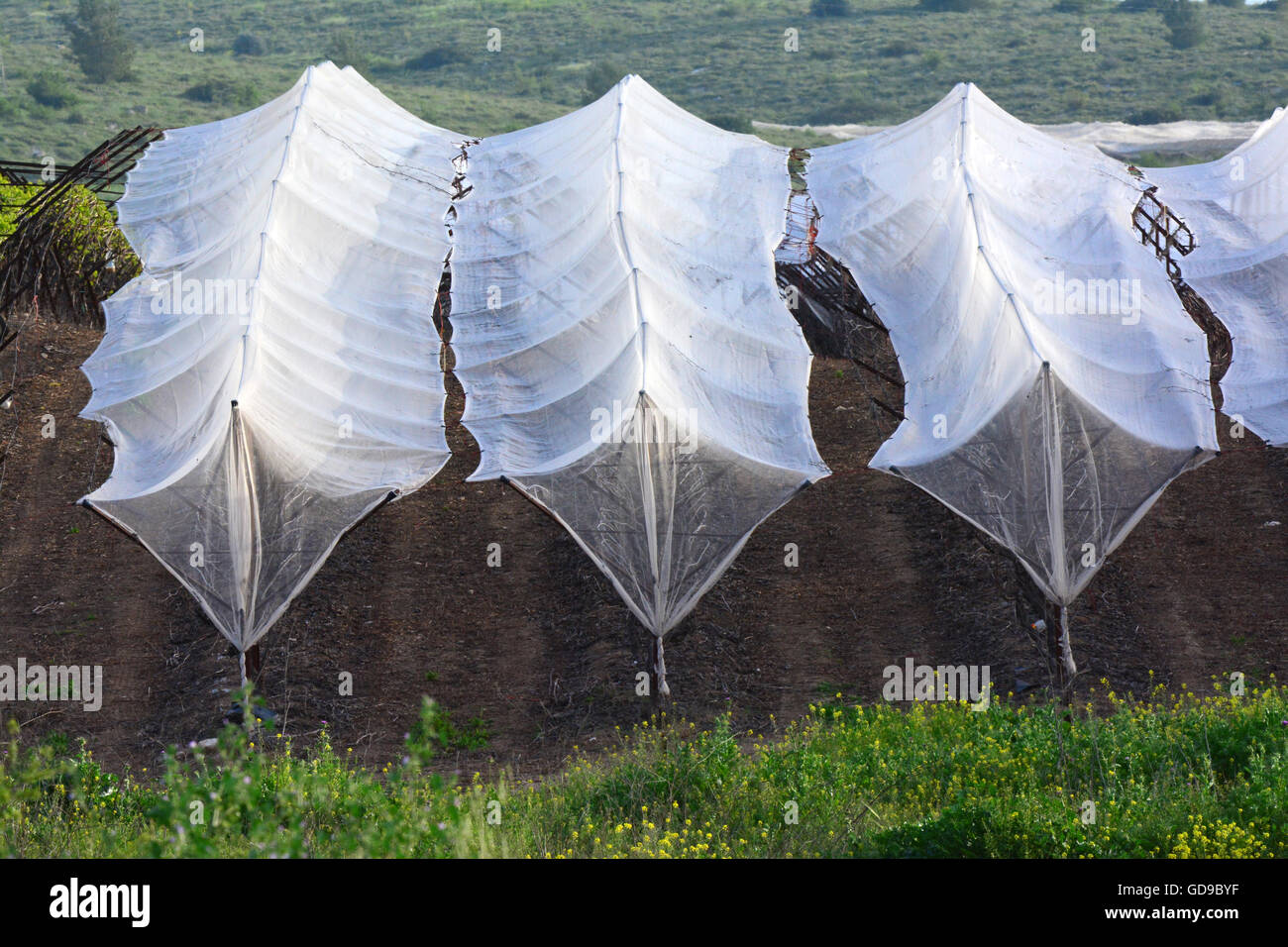 Vines protection hi-res stock photography and images - Alamy