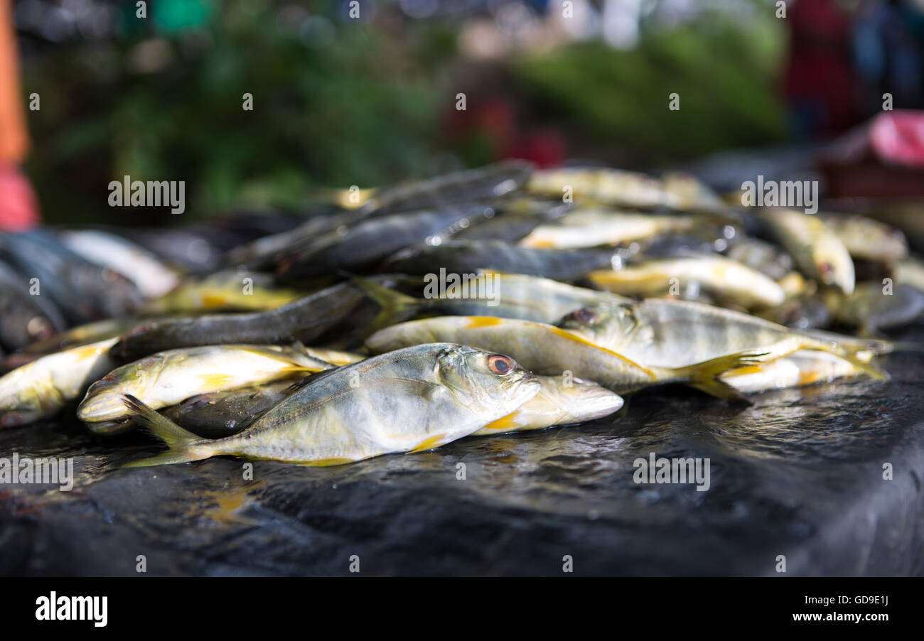 Galle fish hi-res stock photography and images - Alamy
