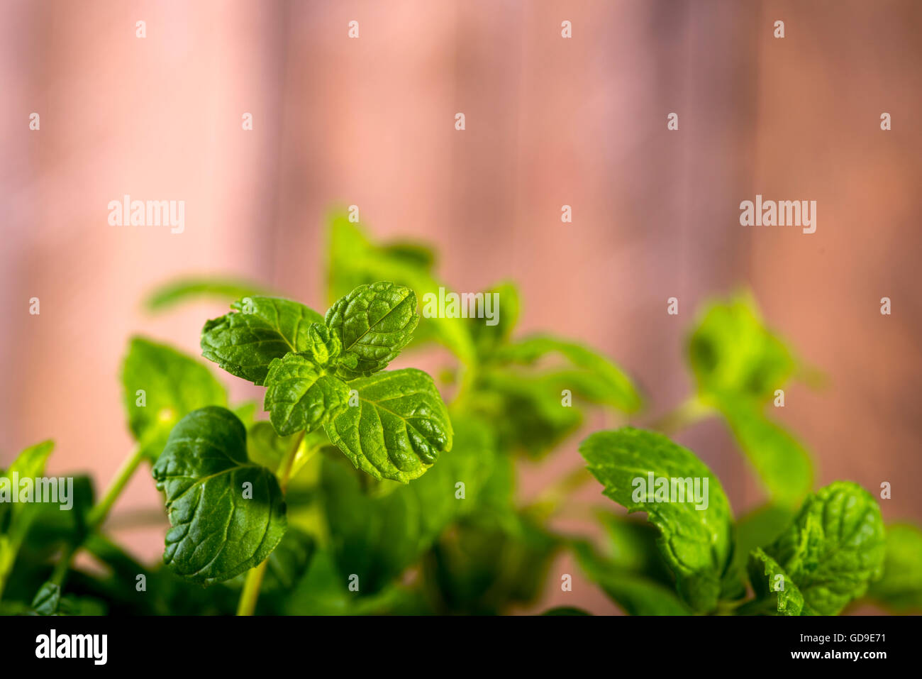Image of fresh mint in drops of dew Stock Photo - Alamy