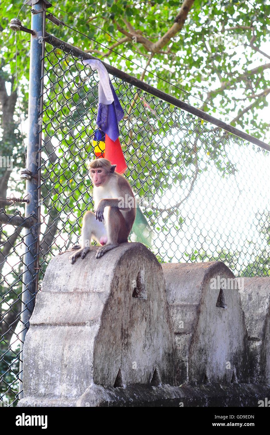 Monkey and Sri Lanka Flag Stock Photo - Alamy