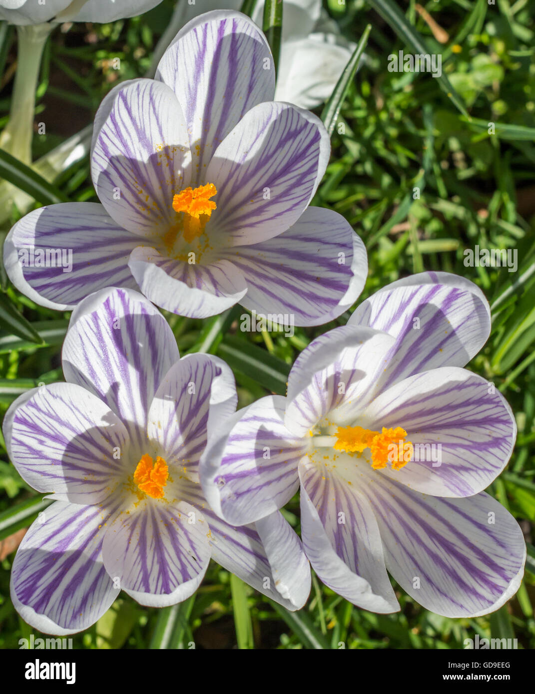 Violet striped crocuses with yellow pistil in green grass Stock Photo ...