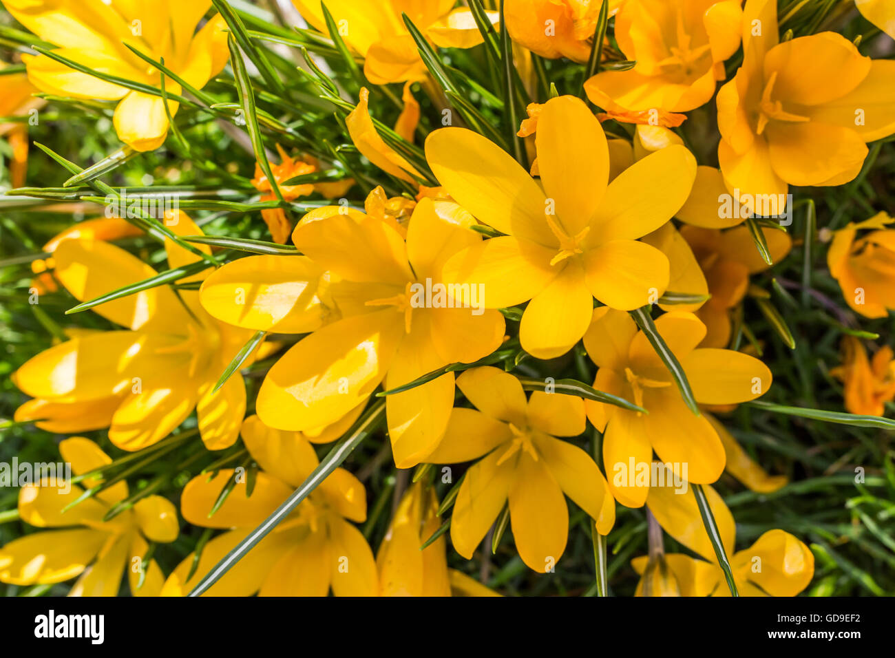 Yellow crocuses in the spring in the green grass Stock Photo - Alamy