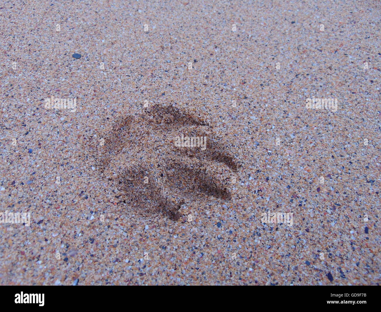 paw print in sand Stock Photo - Alamy