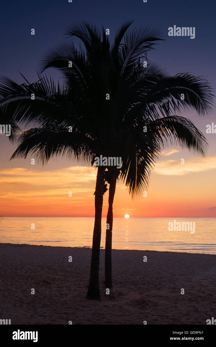 Sunset at Cozumel Mexico two palm trees Stock Photo - Alamy