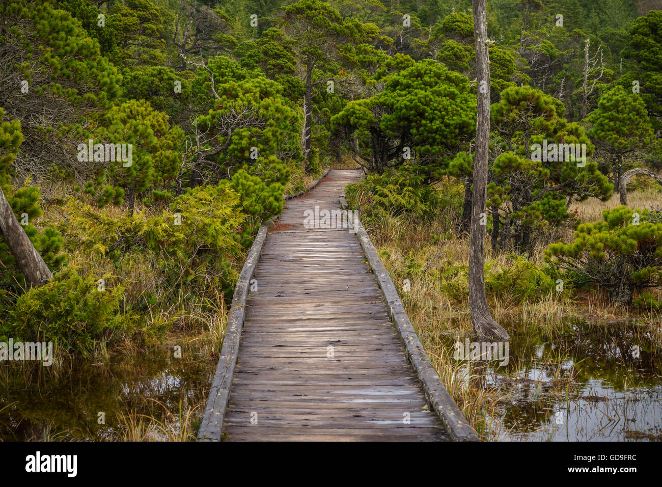 Shorepine Bog Trail - Pacific Rim National Park - Vancouver Island ...
