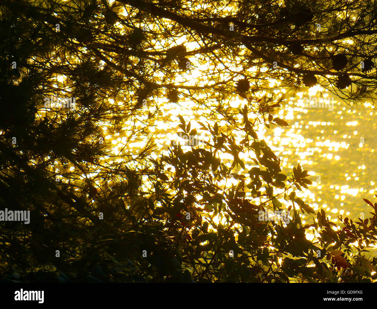 Trees are reflected on the water surface hi-res stock photography and ...