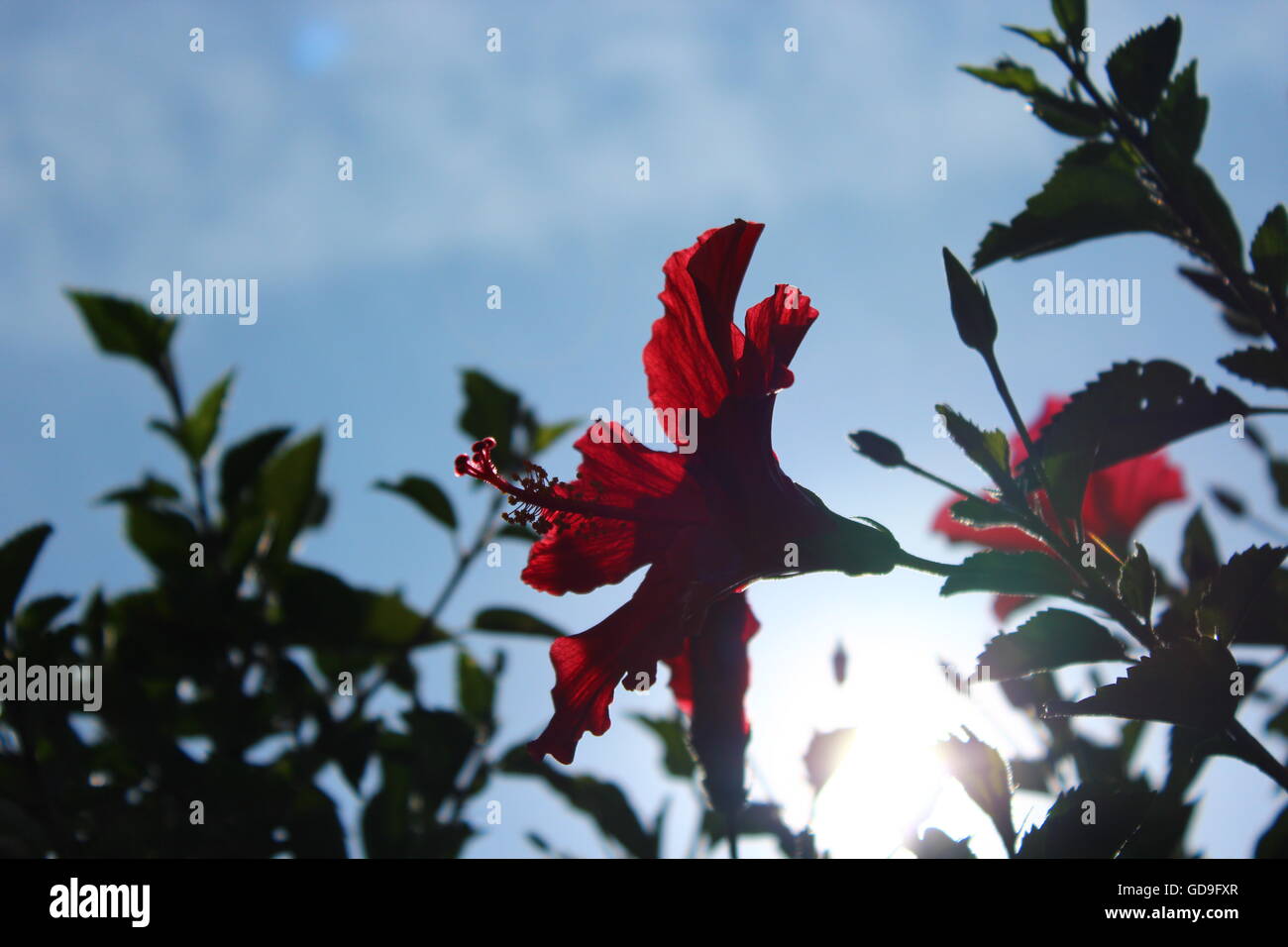 The sun and a hibiscus flower Stock Photo - Alamy