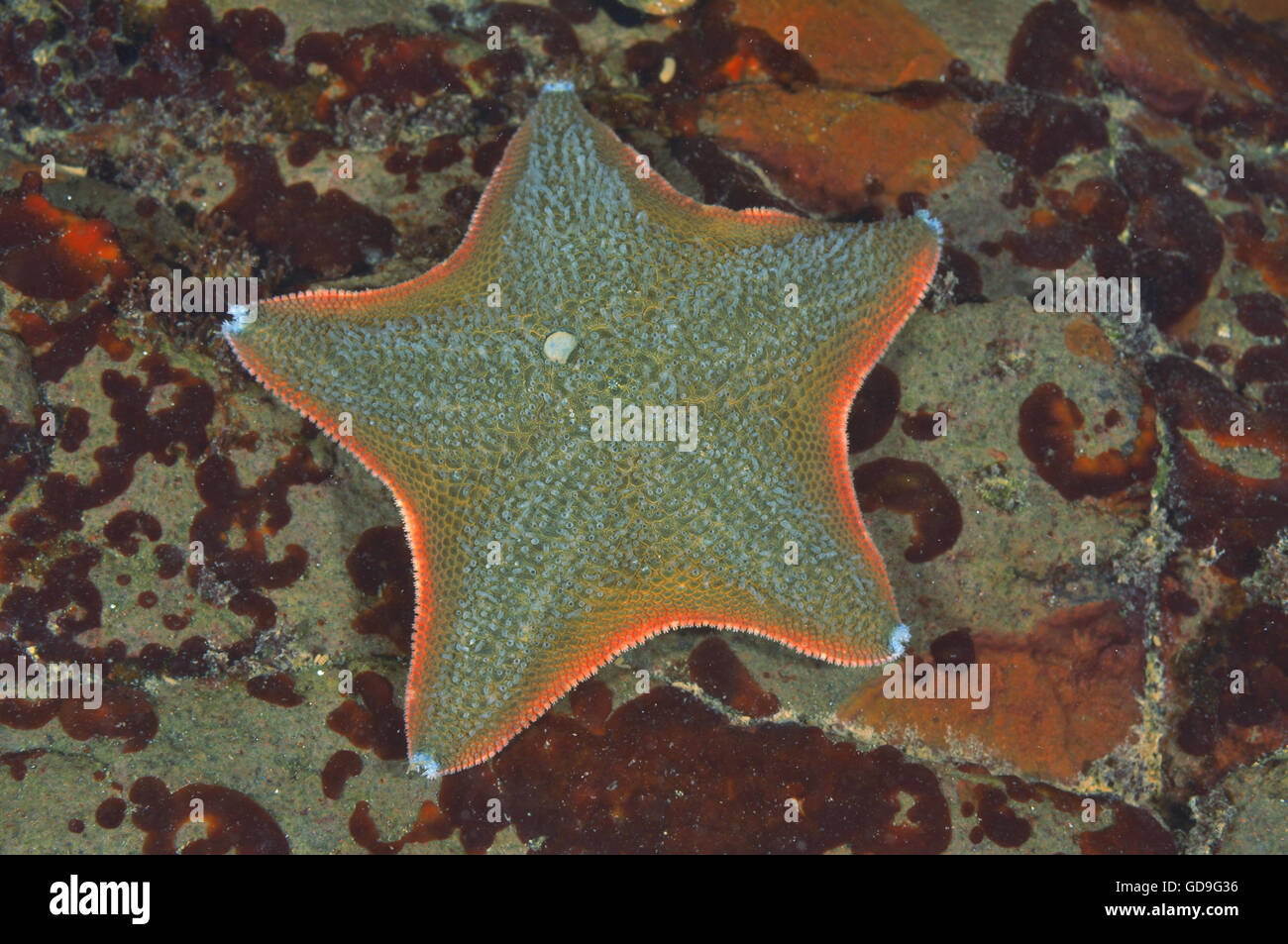 Cushion sea star Patiriella regularis on rock Stock Photo - Alamy