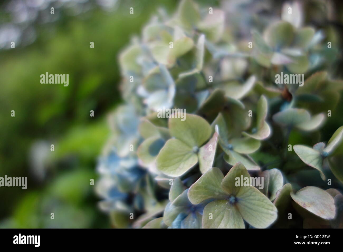 Japan Hydrangea High Resolution Stock Photography and Images - Alamy