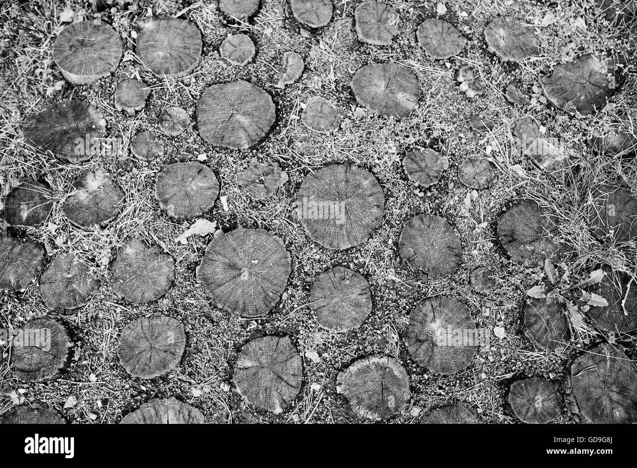 Stump path background. Many stump on garden road Stock Photo - Alamy