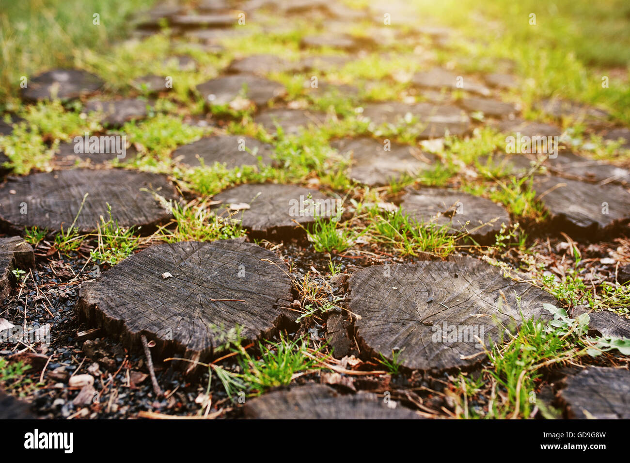 Stump path background. Many stump on garden road Stock Photo - Alamy