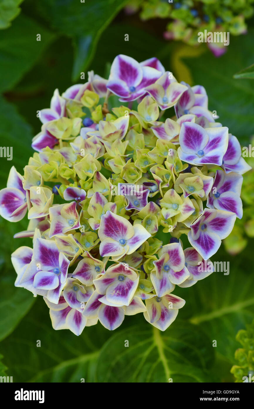Flowers with pastel colored petals Stock Photo - Alamy