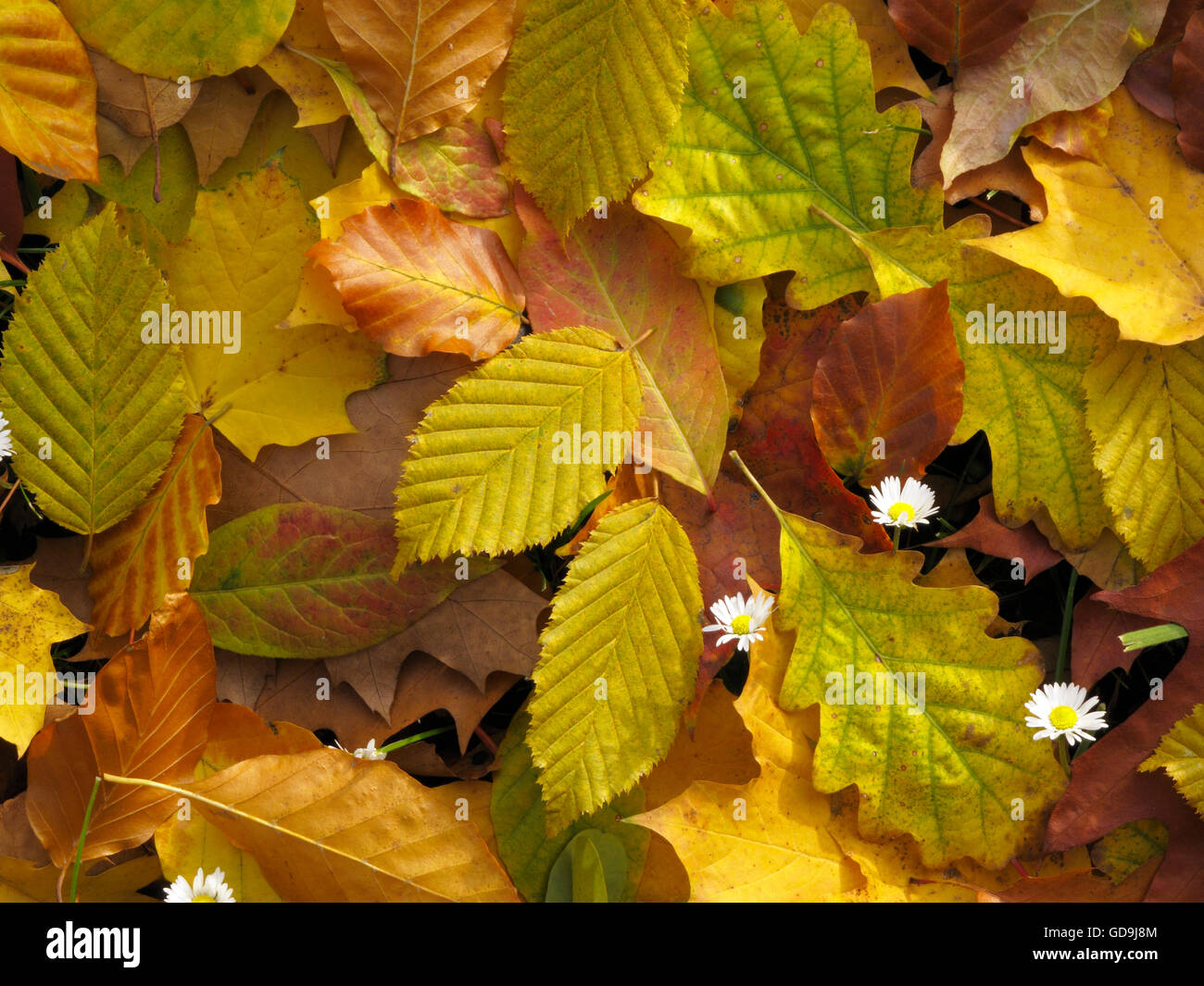 Various autumn leaves Stock Photo - Alamy