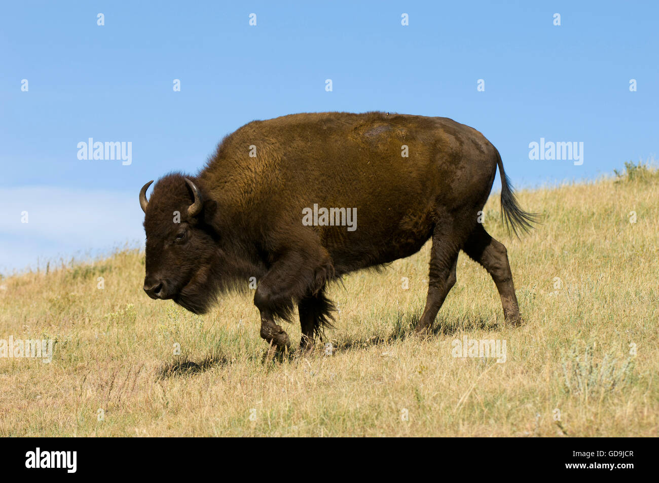 American Bison (Bison bison), Custer State Park, Black Hills, South ...