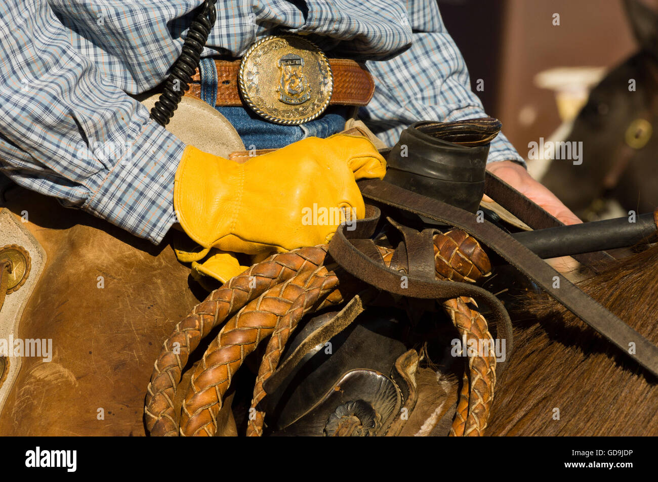 Cowboy holding reins, detail at Bison Roundup, Custer State Park, Black ...