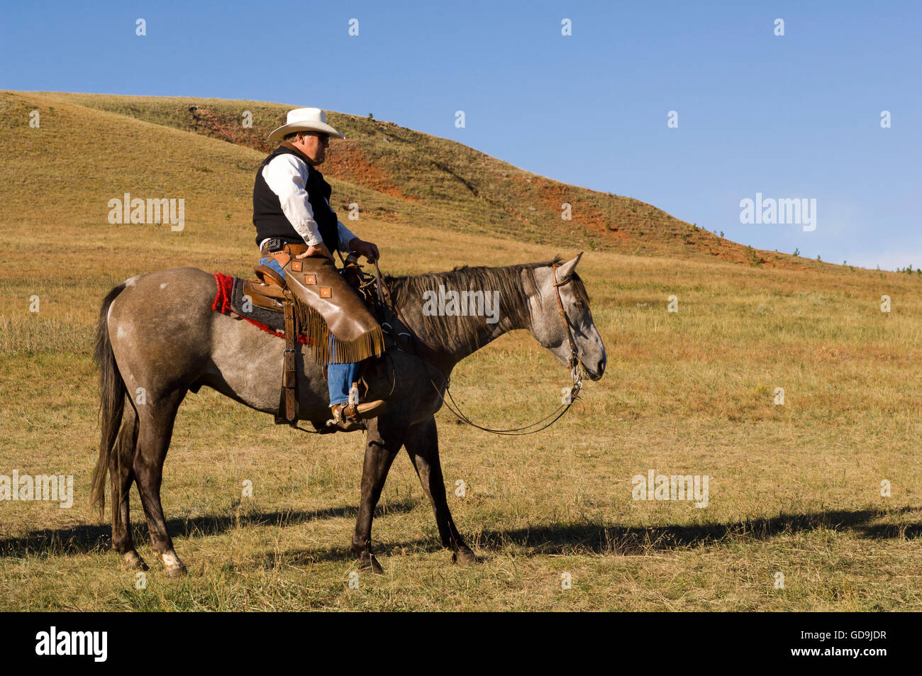 Cowboy at Bison Roundup, Custer State Park, Black Hills, South Dakota ...