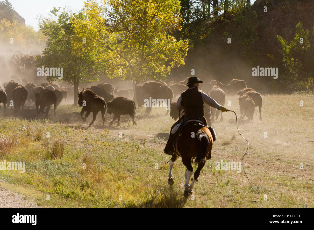 Cowboy pushing herd at Bison Roundup, Custer State Park, Black Hills ...