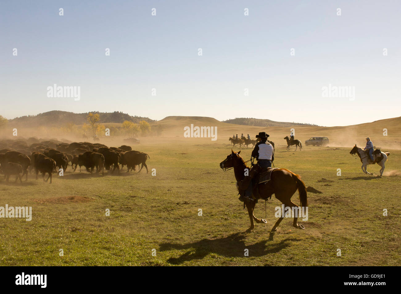 Cowboy pushing herd at Bison Roundup, Custer State Park, Black Hills ...