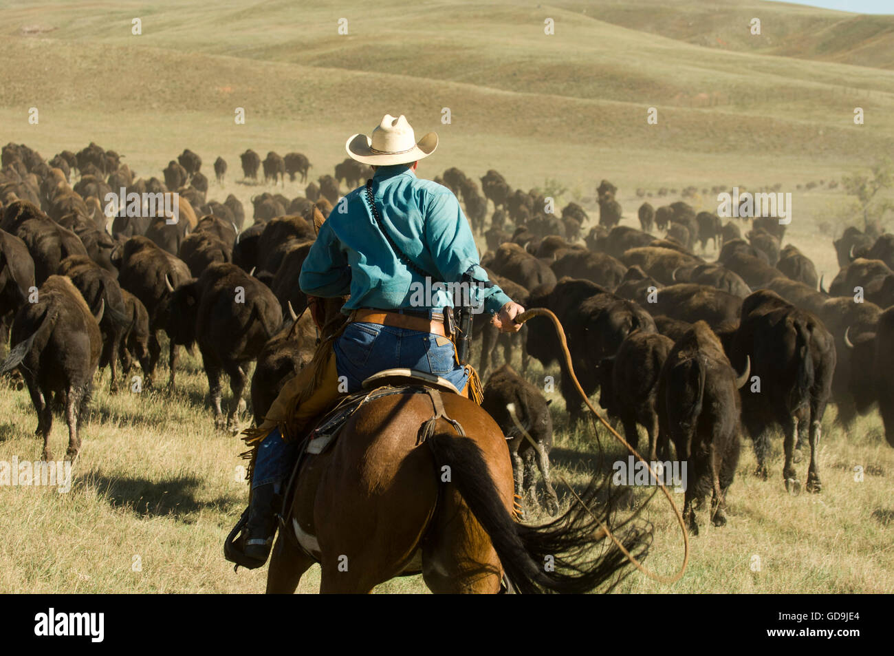Cowboy at Bison Roundup, Custer State Park, Black Hills, South Dakota ...